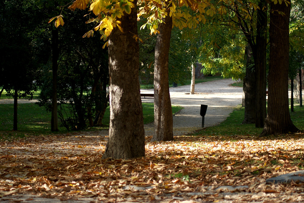 El bosque urbano – Tiempo de actuar